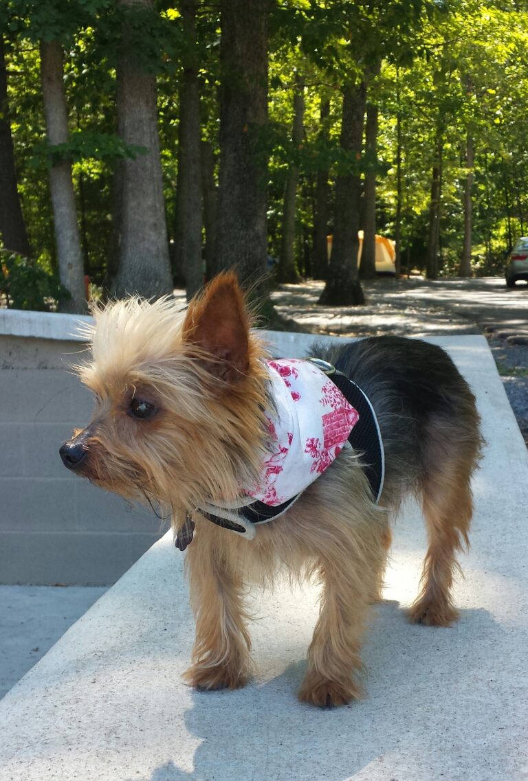 Tinkerbell – Freekibble