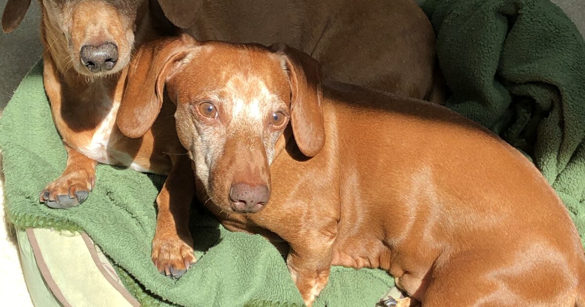 Milo & Boomer – Freekibble