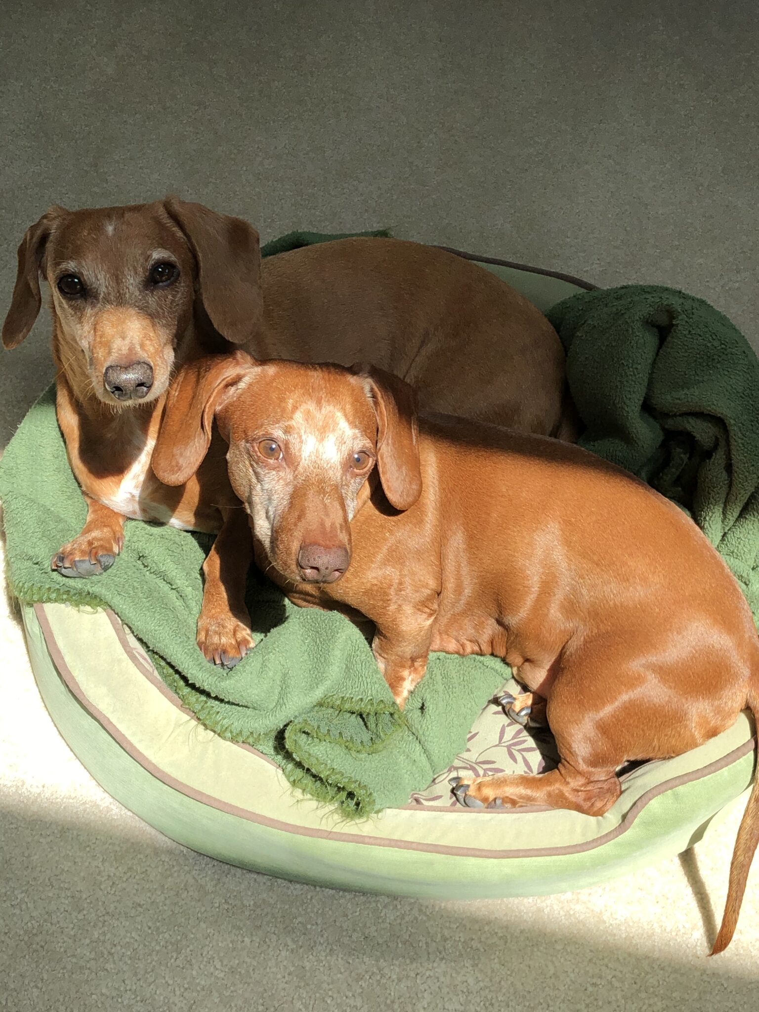 Milo & Boomer – Freekibble