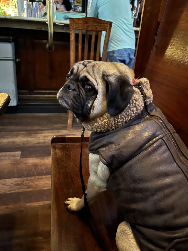 Bentley – Freekibble