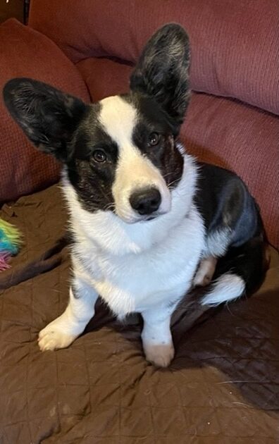 Ember – Freekibble