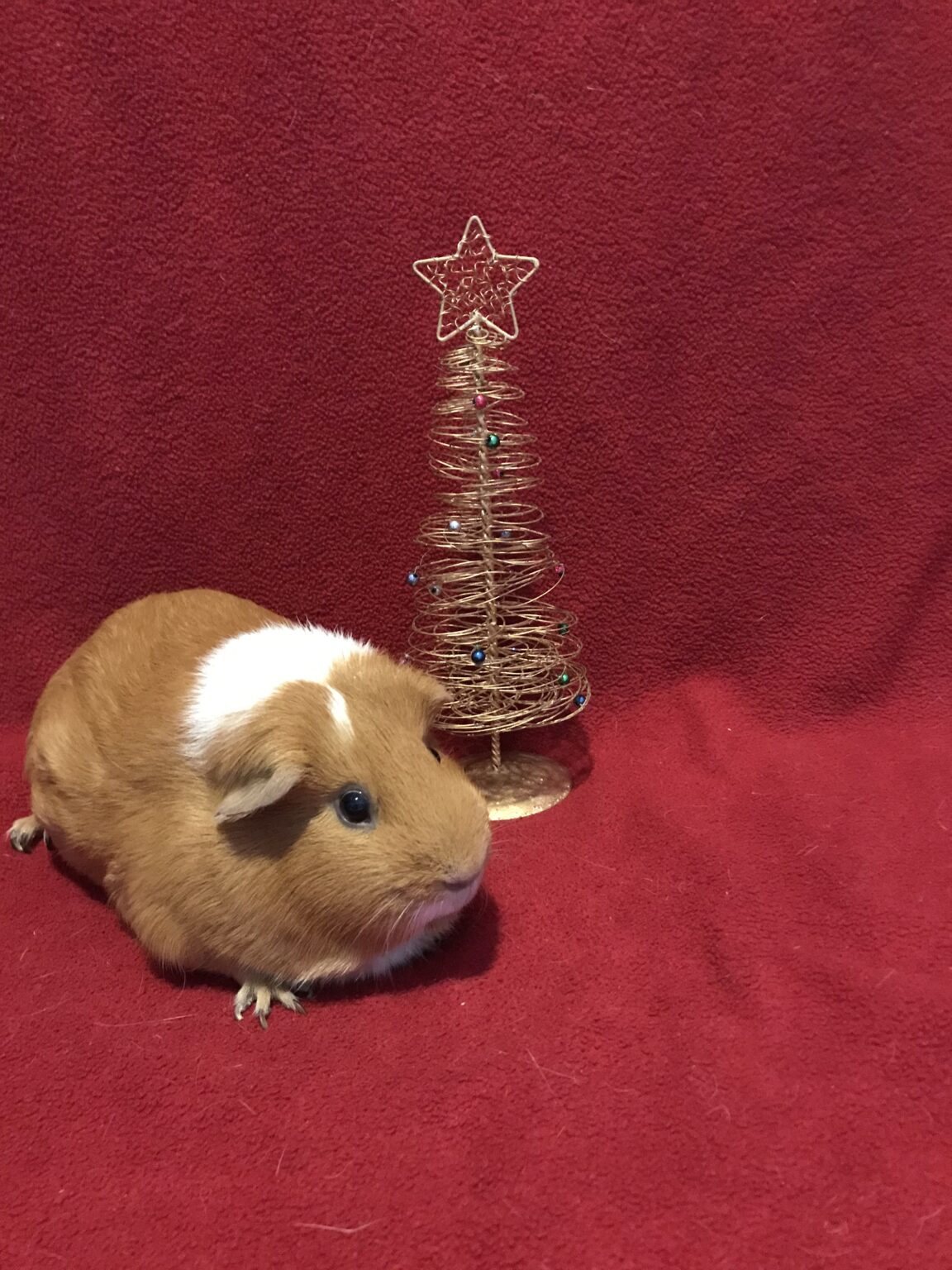 Simon – Freekibble