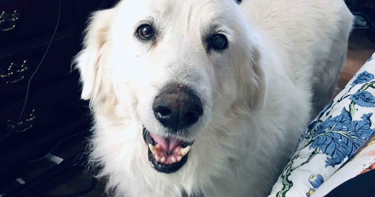 Molly – Freekibble