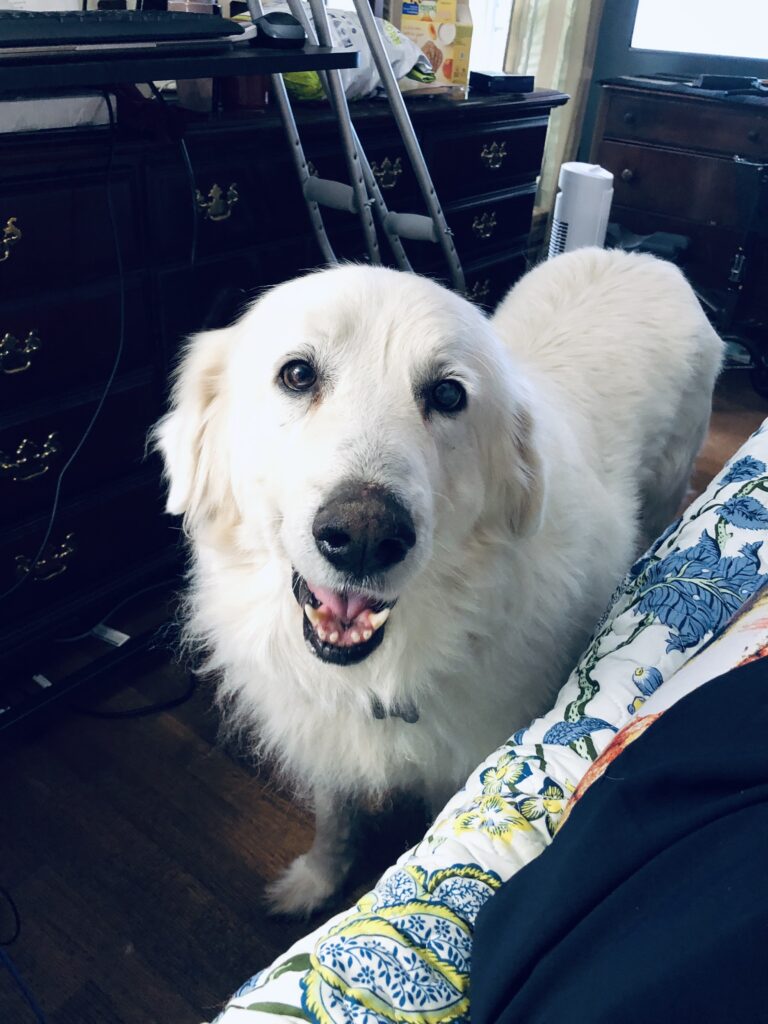 Molly – Freekibble