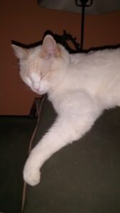 What Makes You Happy? – Freekibble