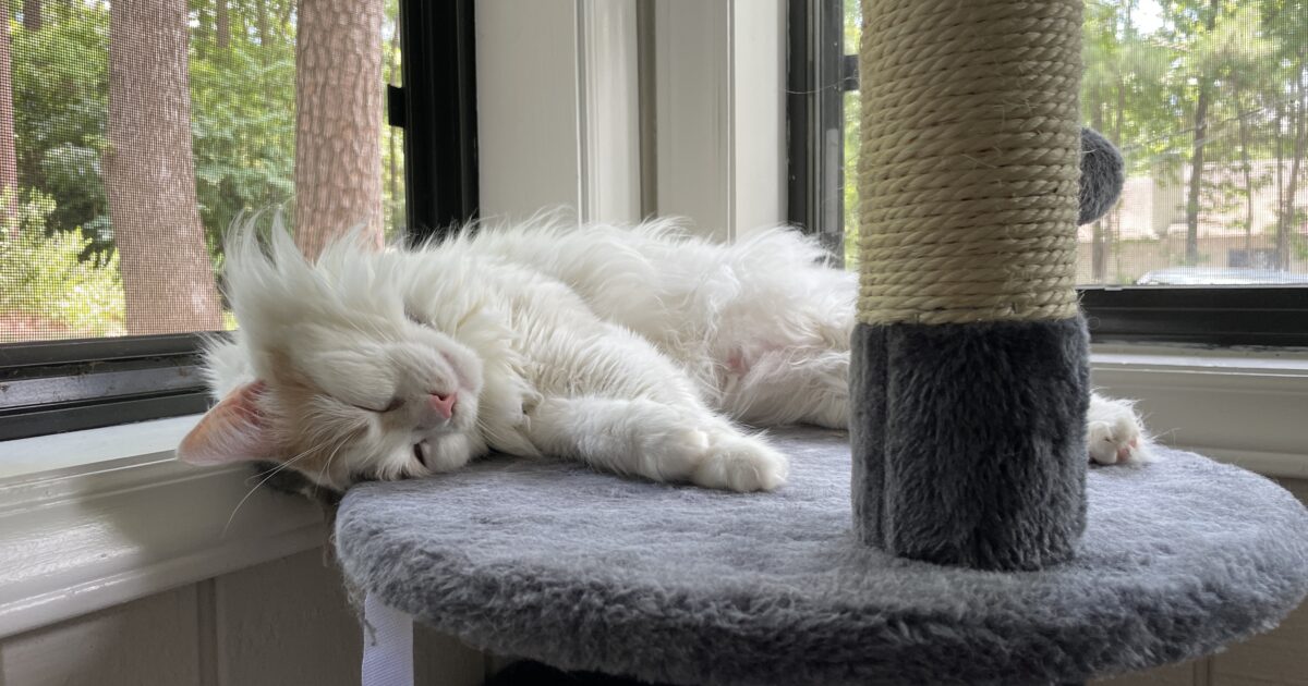 Mimi – Freekibble