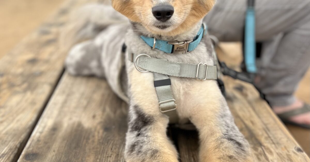 Finn – Freekibble