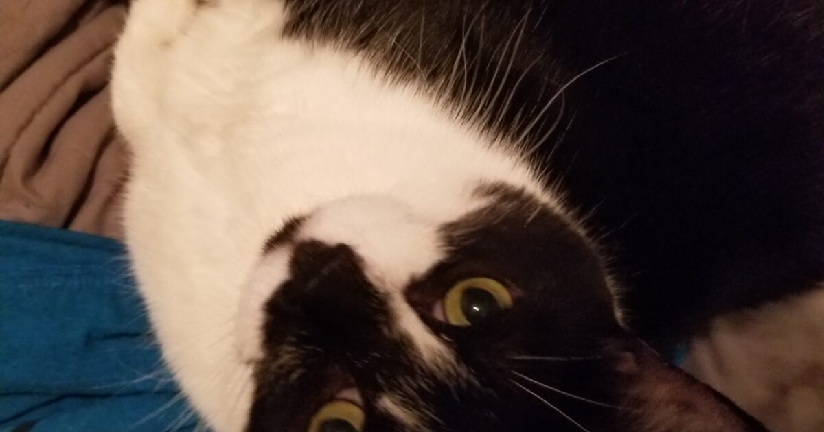 Simon – Freekibble