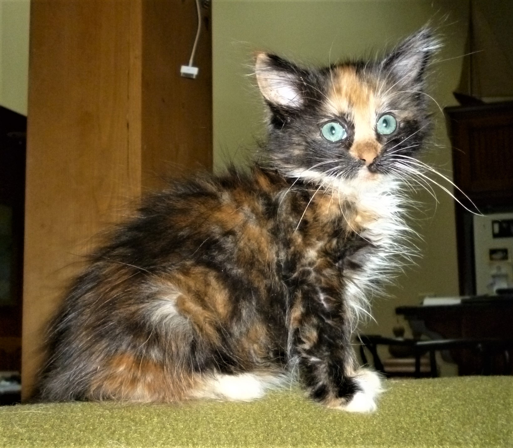 Sammy – Freekibble