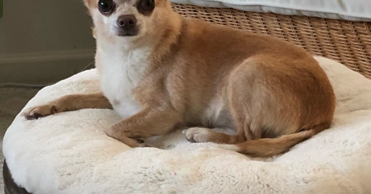 Angel – Freekibble