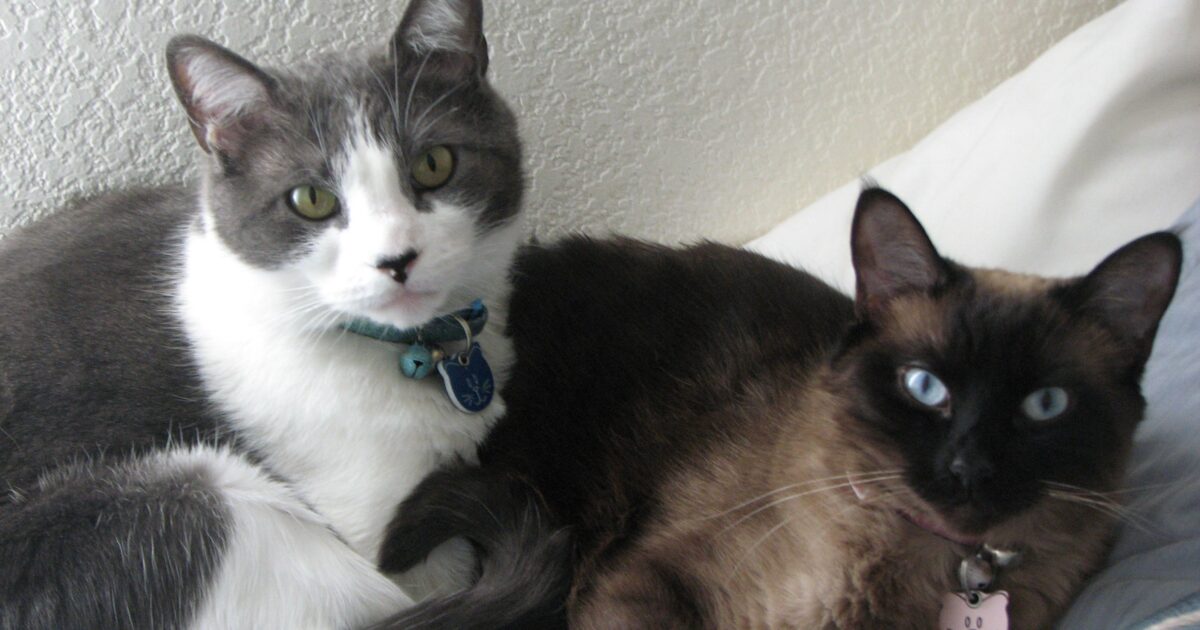 Milo & Millie – Freekibble