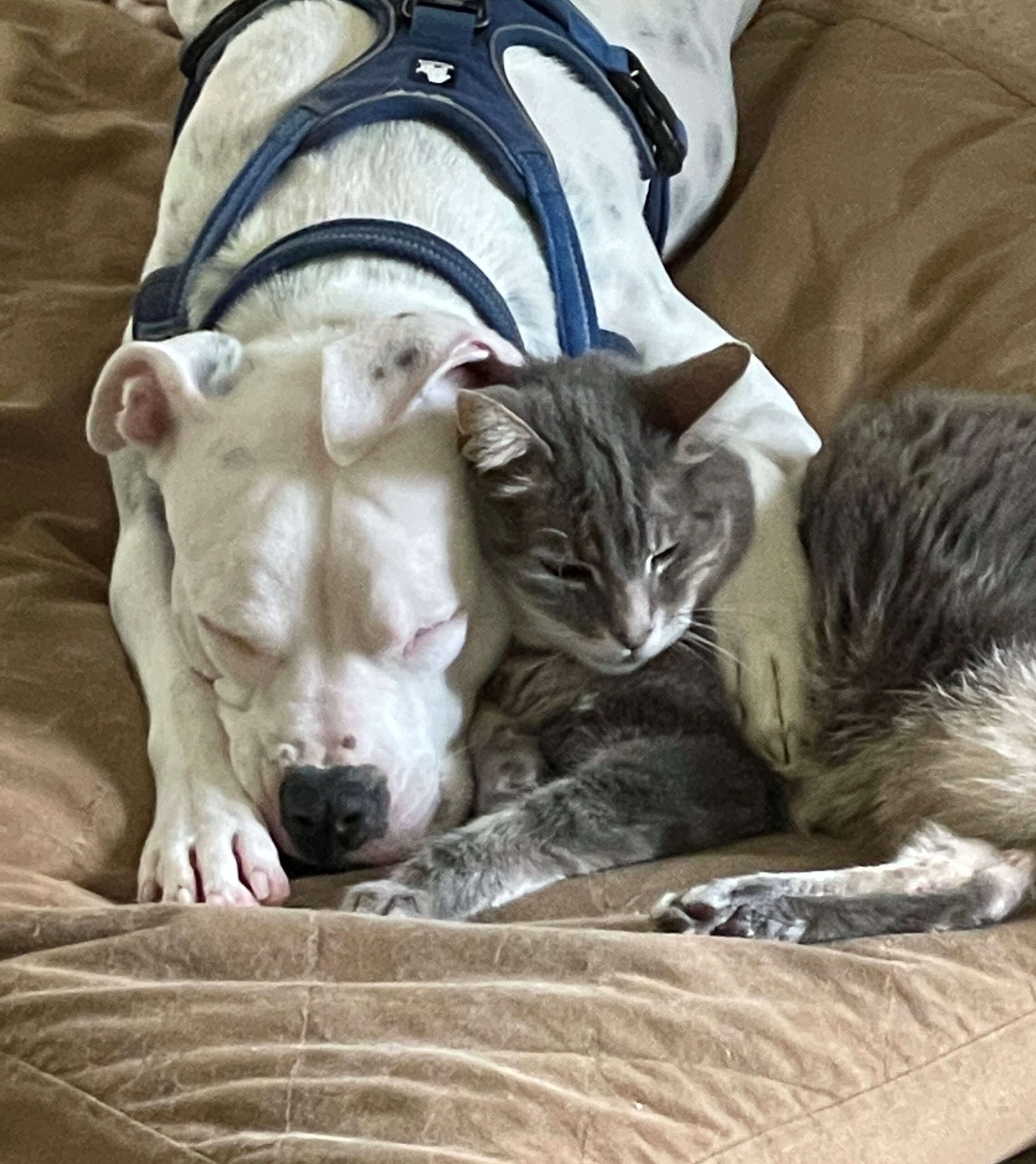 Tommy & Cokie – Freekibble