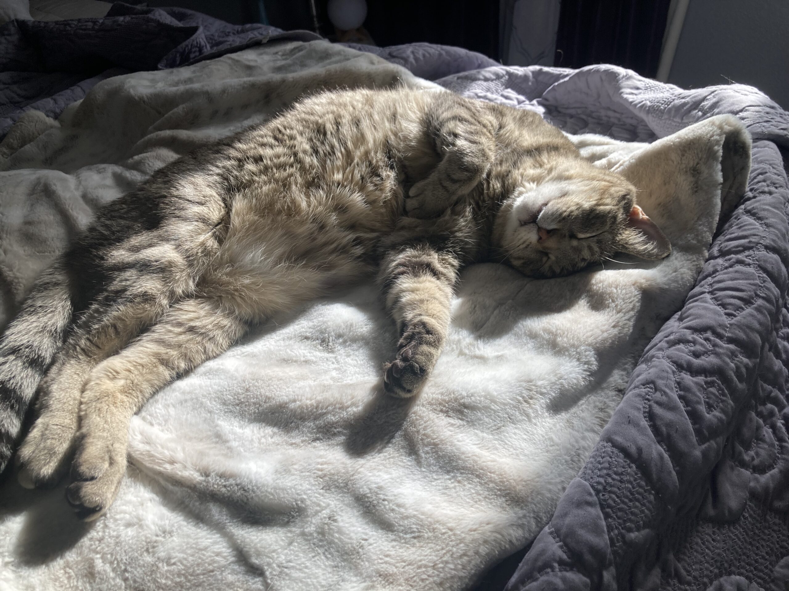 Jessie Girl – Freekibble