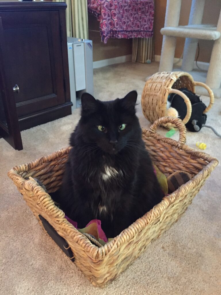 Daphne – Freekibble