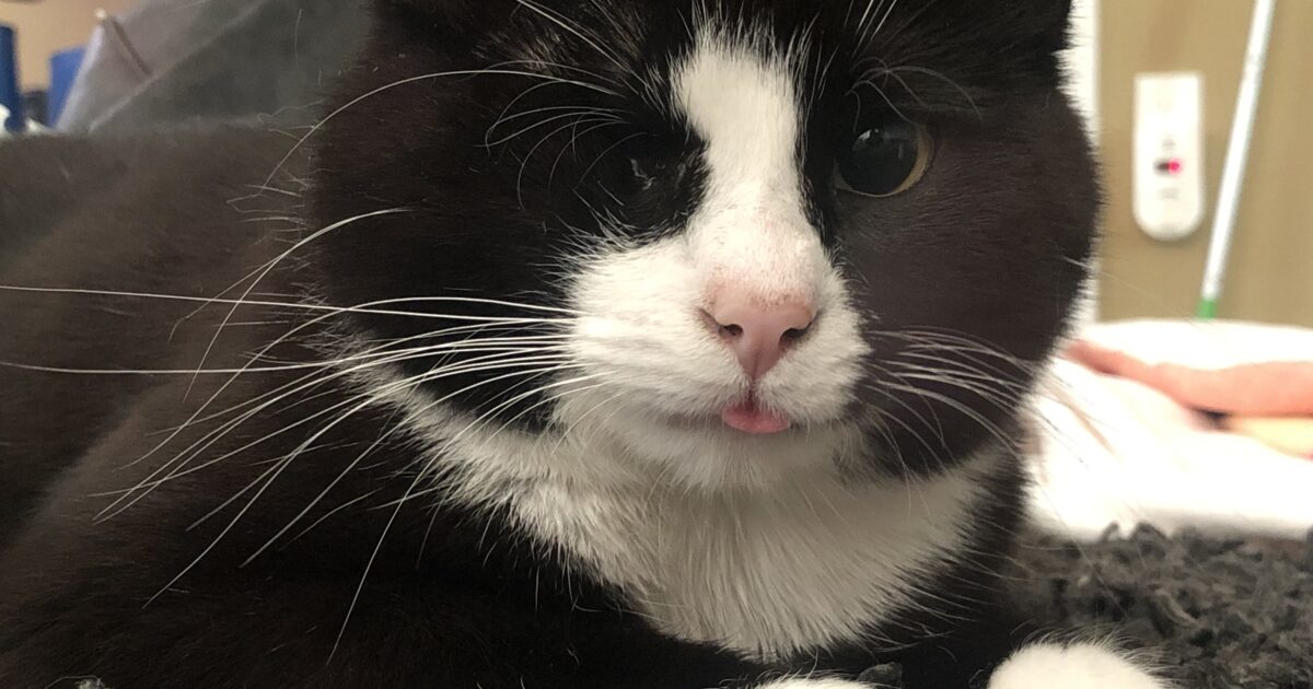 Katie – Freekibble