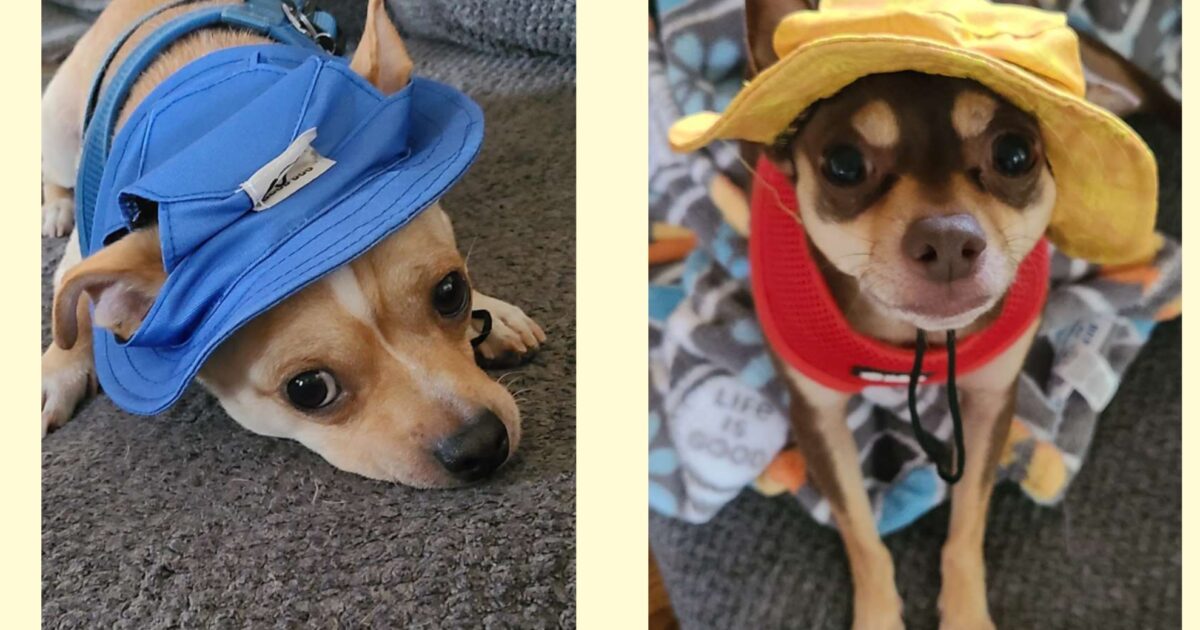 Tank & Annie – Freekibble