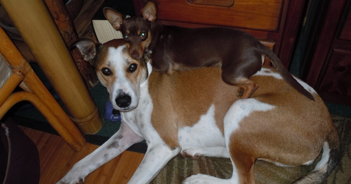 Boogie and Speedy – Freekibble