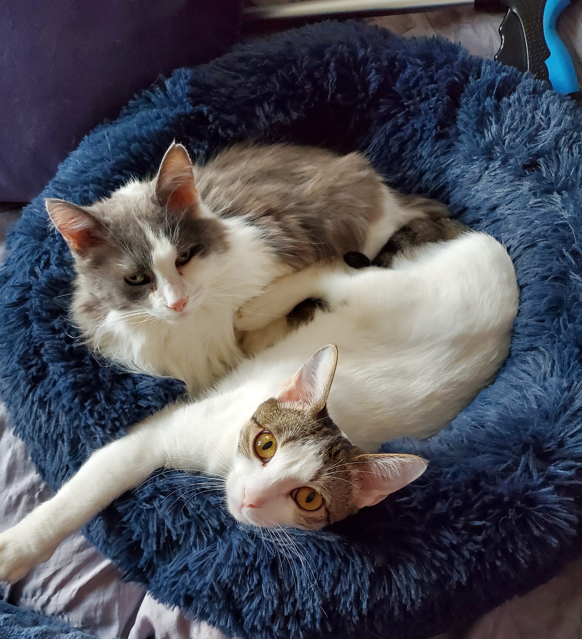 Saphire and Luna – Freekibble