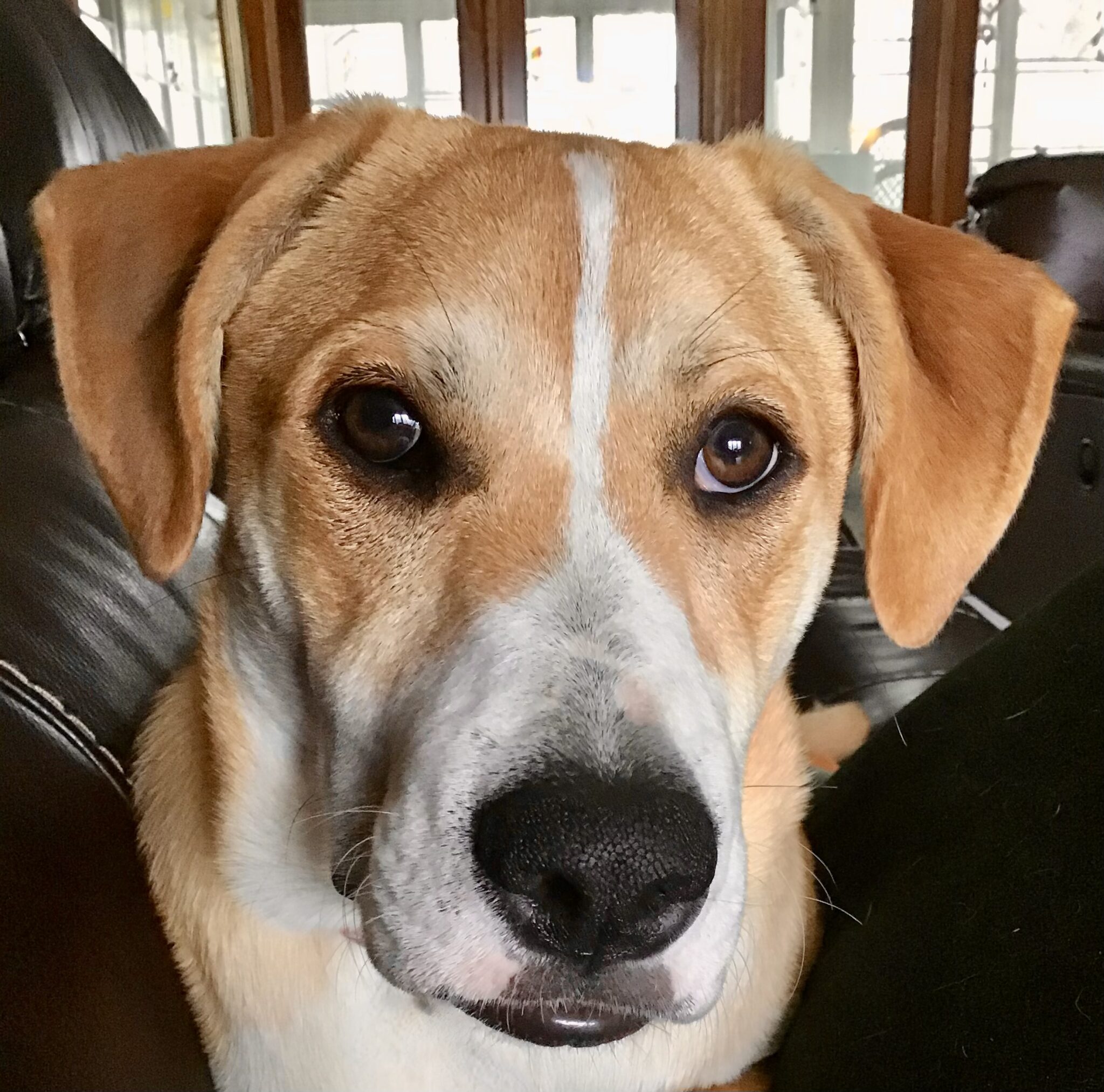 Willie – Freekibble