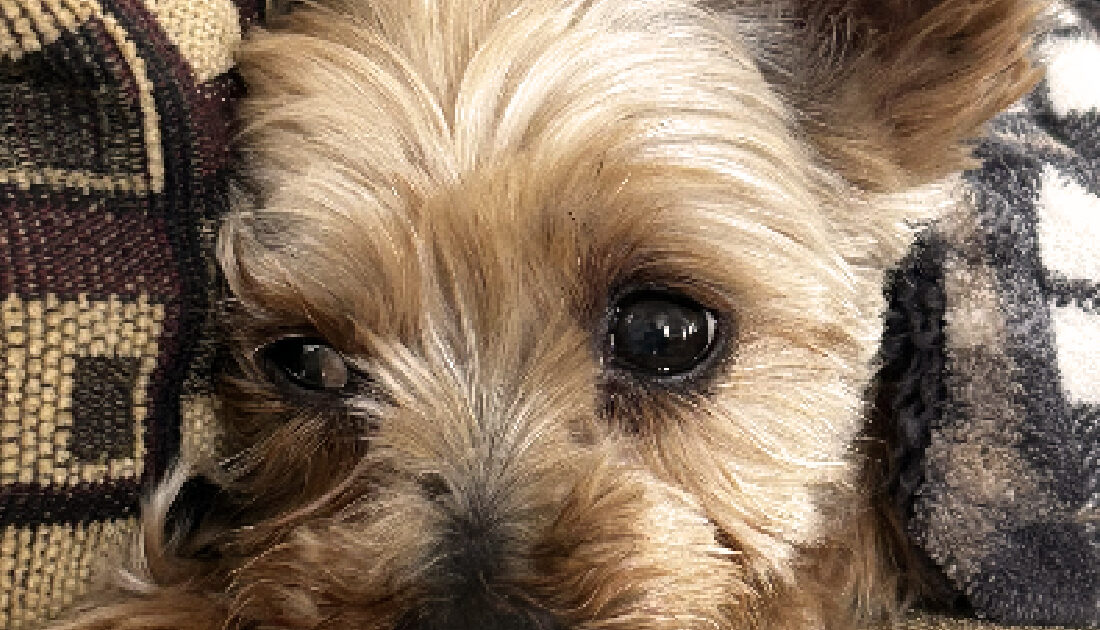 Buddy – Freekibble