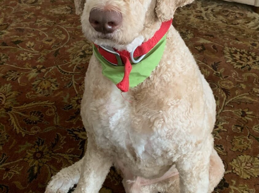 Teddy – Freekibble