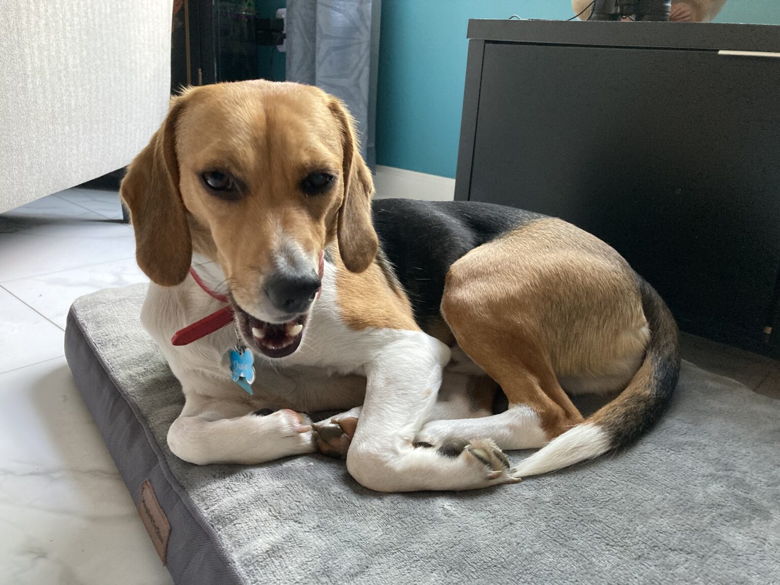 Charlie – Freekibble