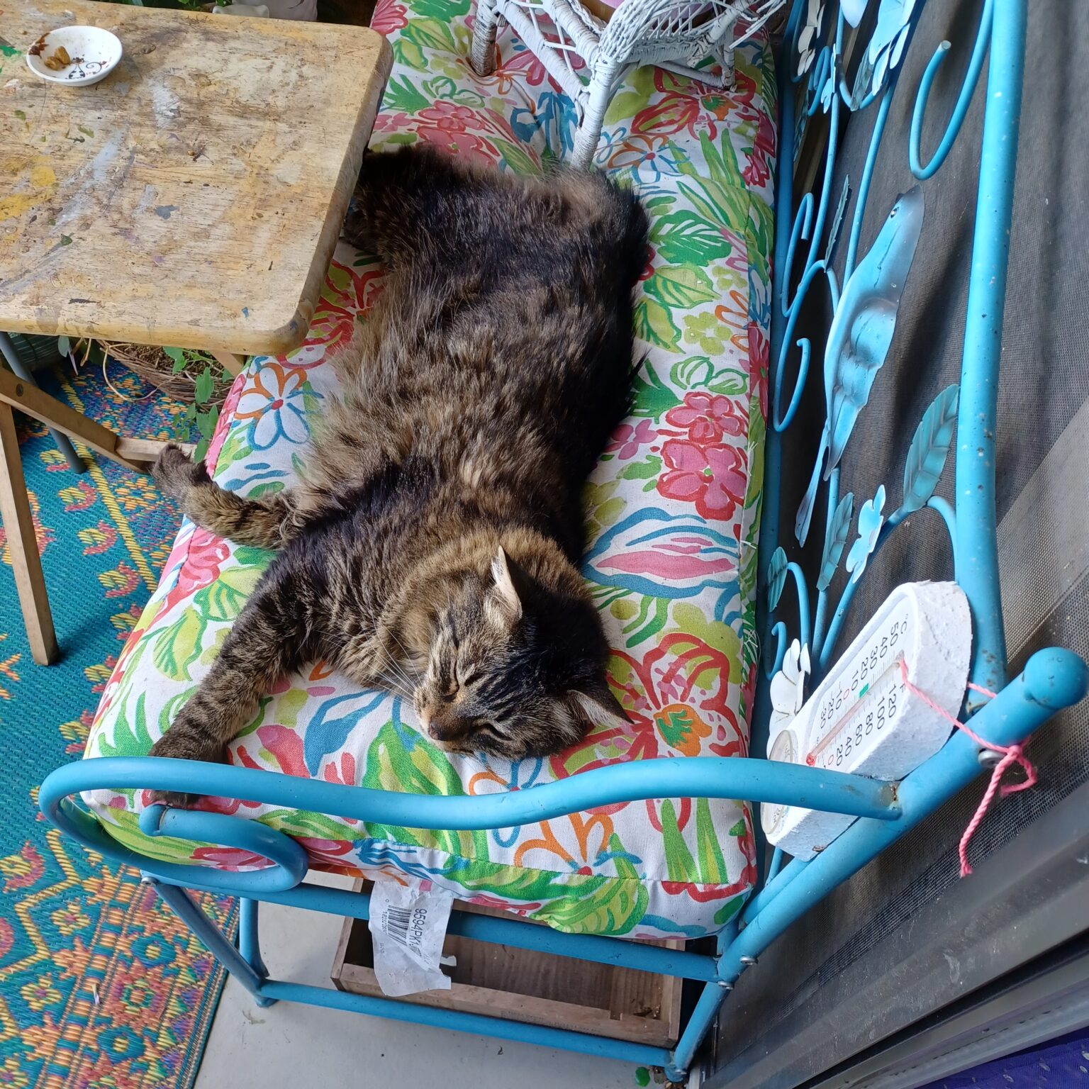 Sir Webster – Freekibble