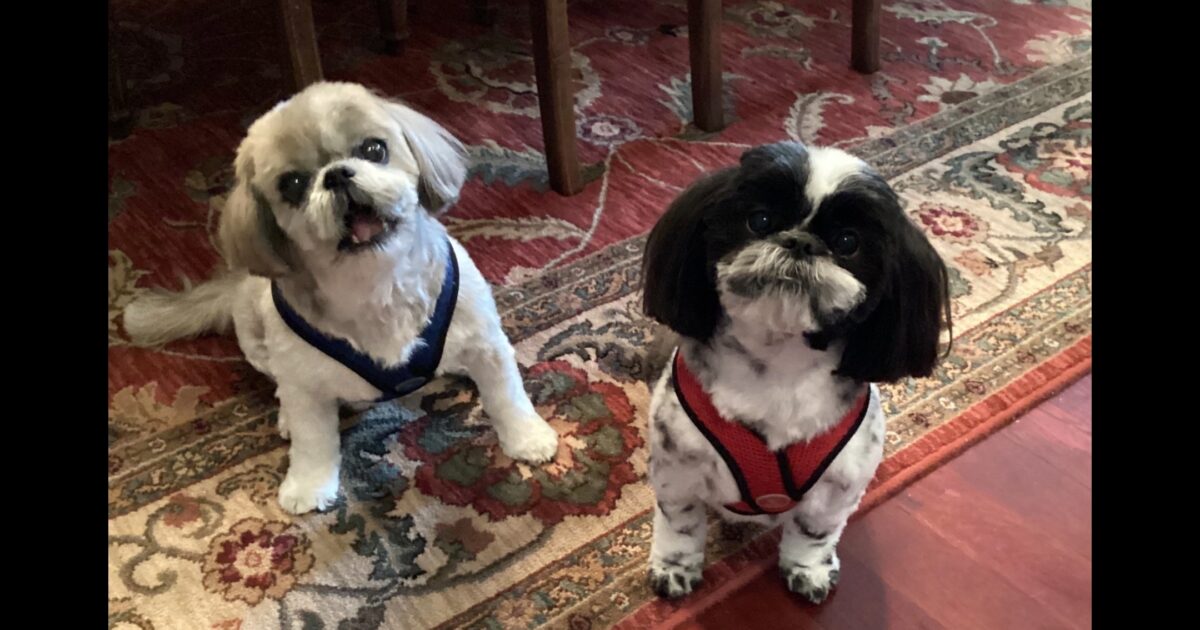 Bailey & Preston – Freekibble