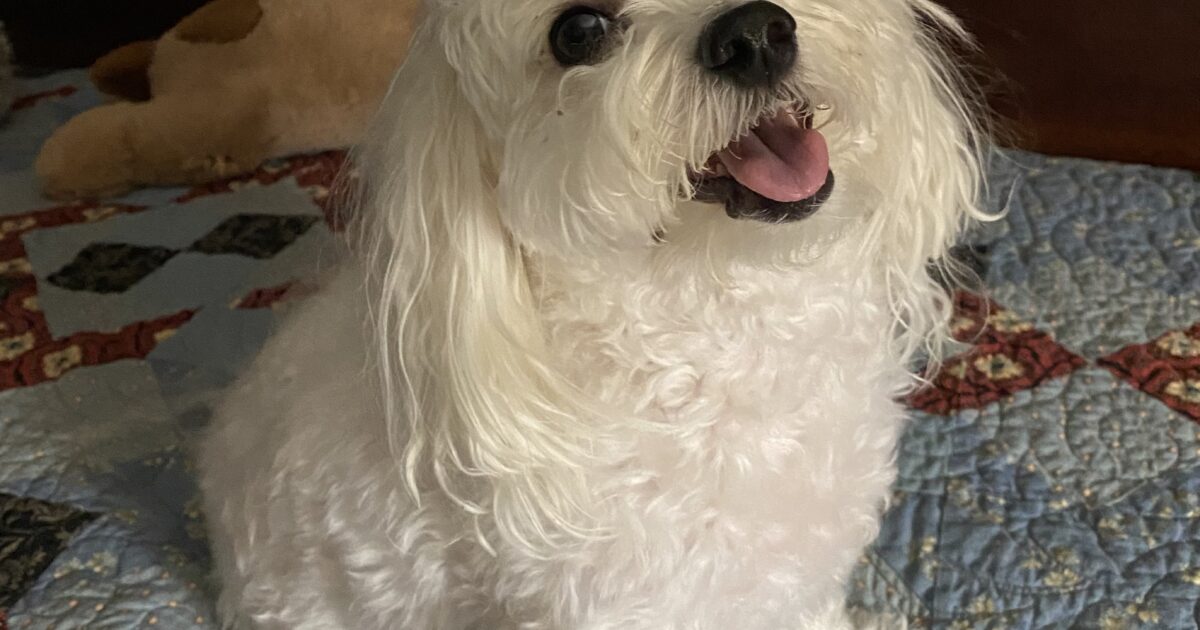 Teddy – Freekibble