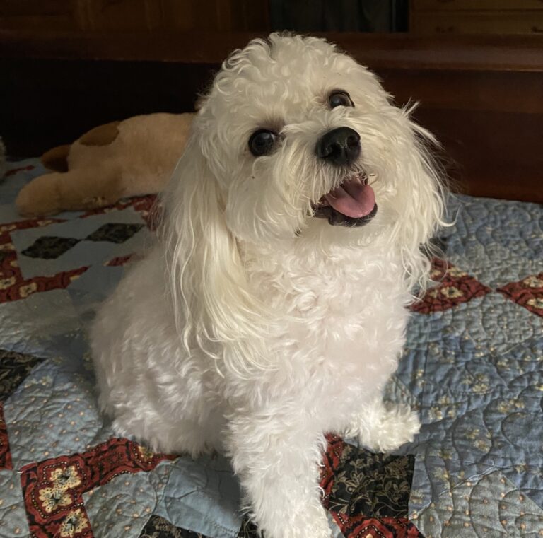 Freekibble