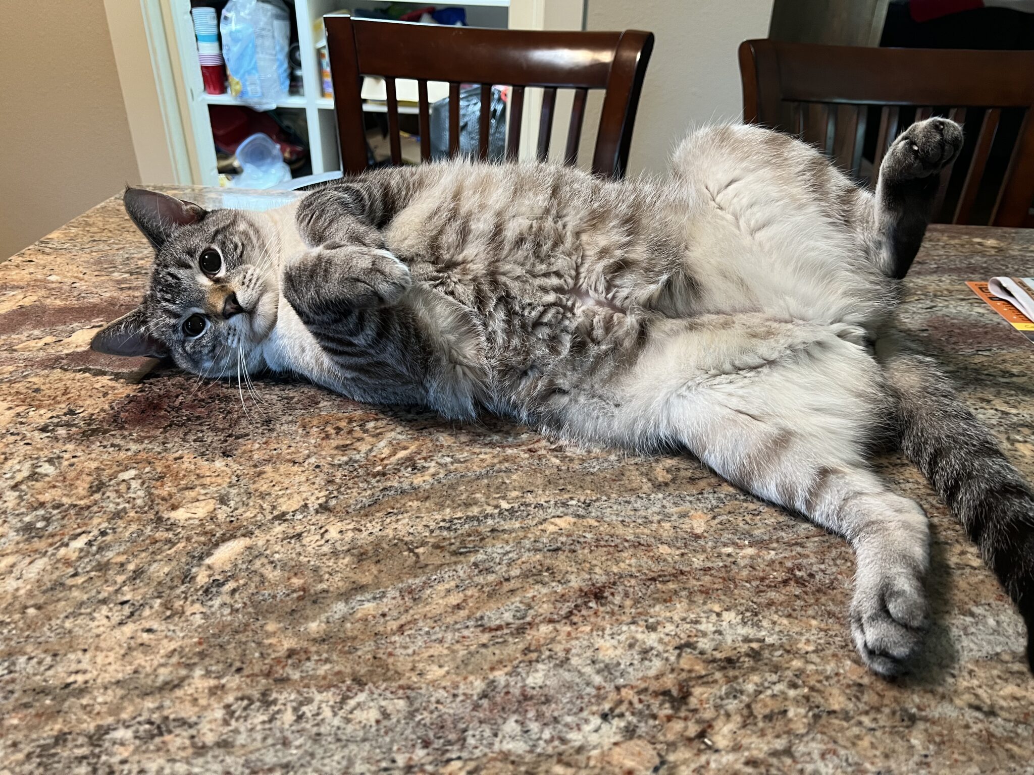 Oscar – Freekibble