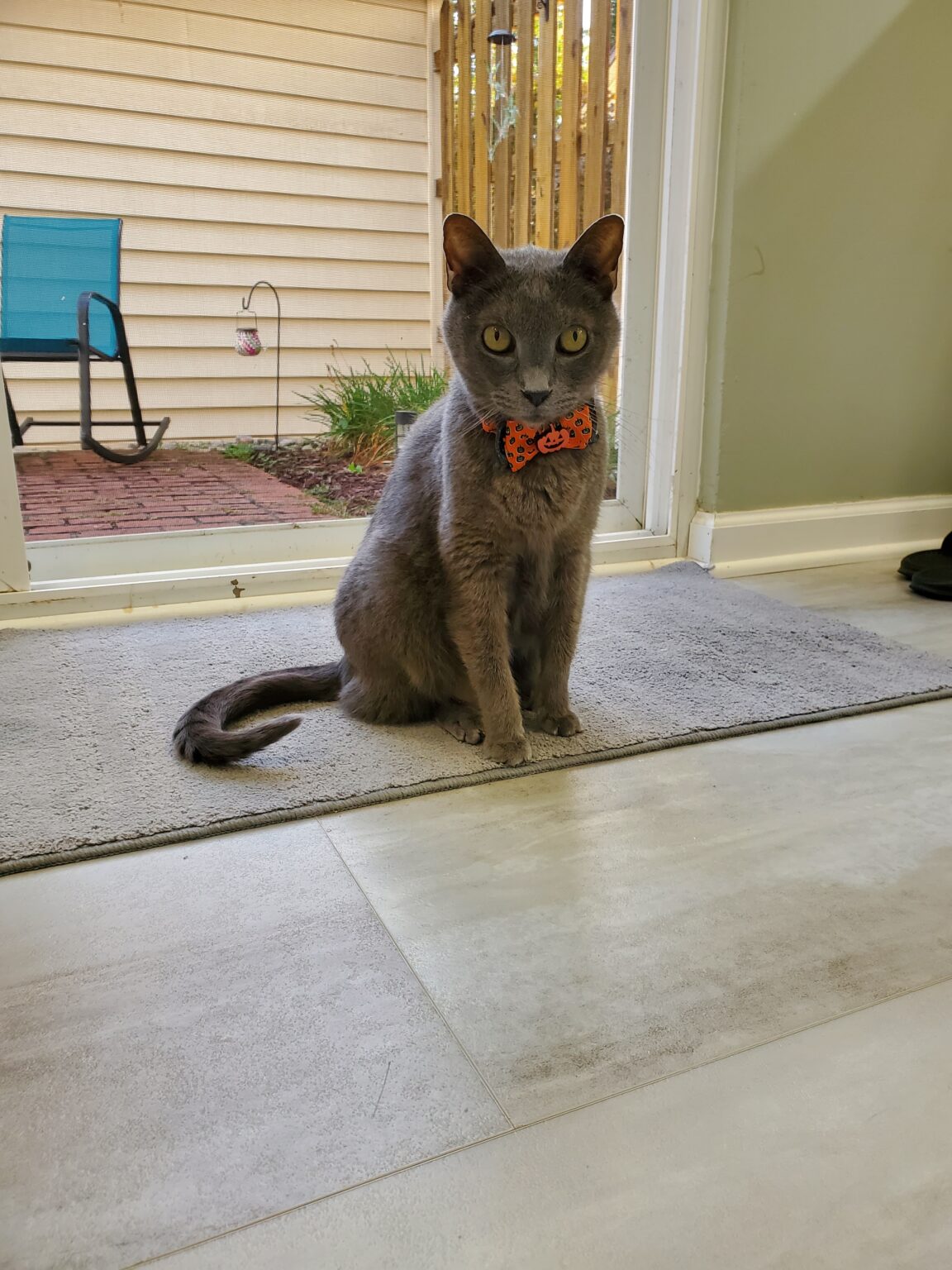 Freekibble