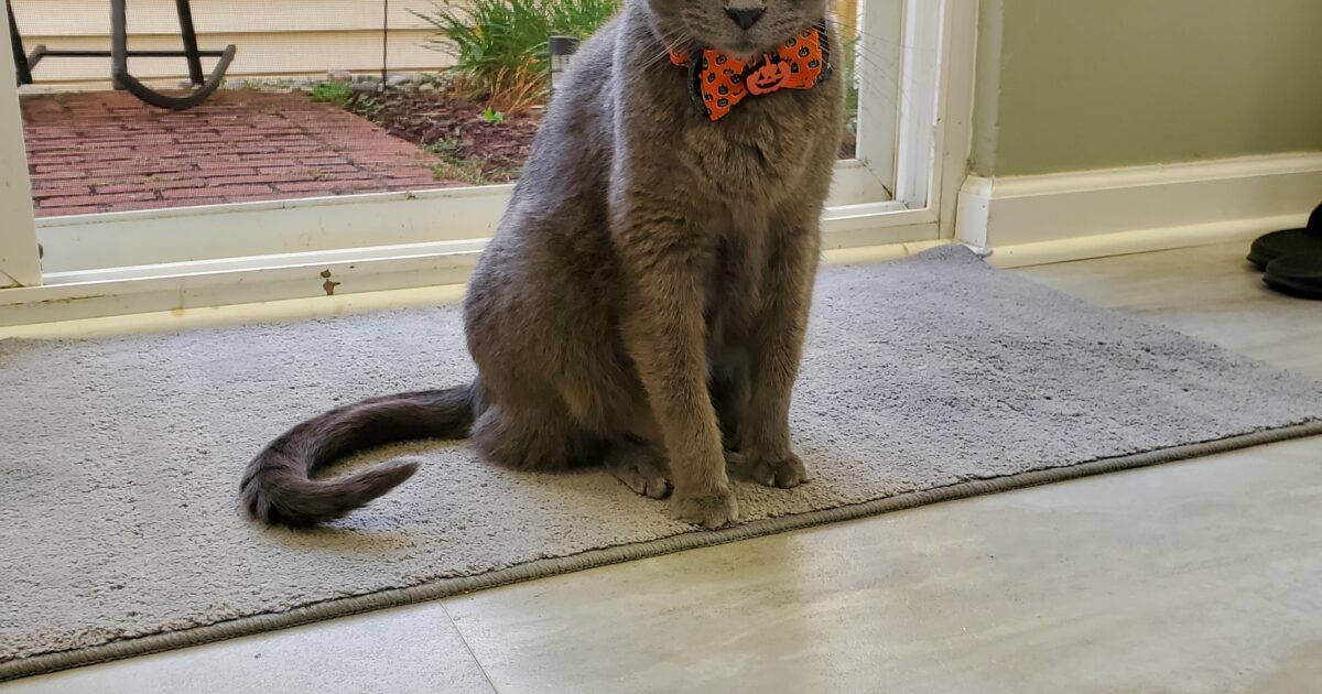 Louie – Freekibble