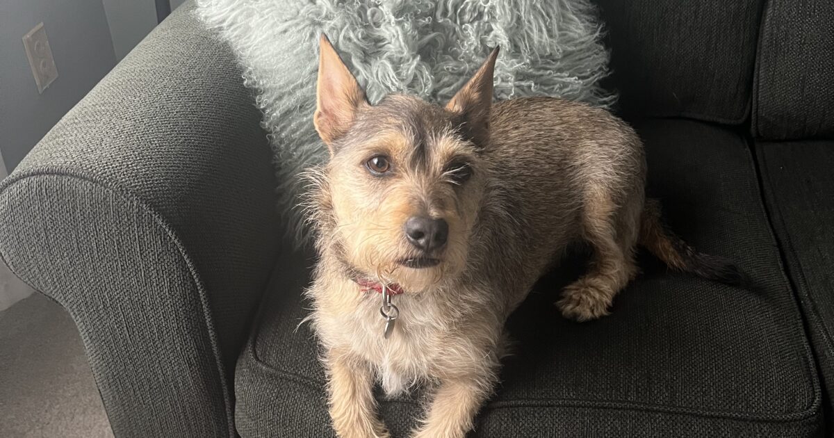 Sebastian – Freekibble