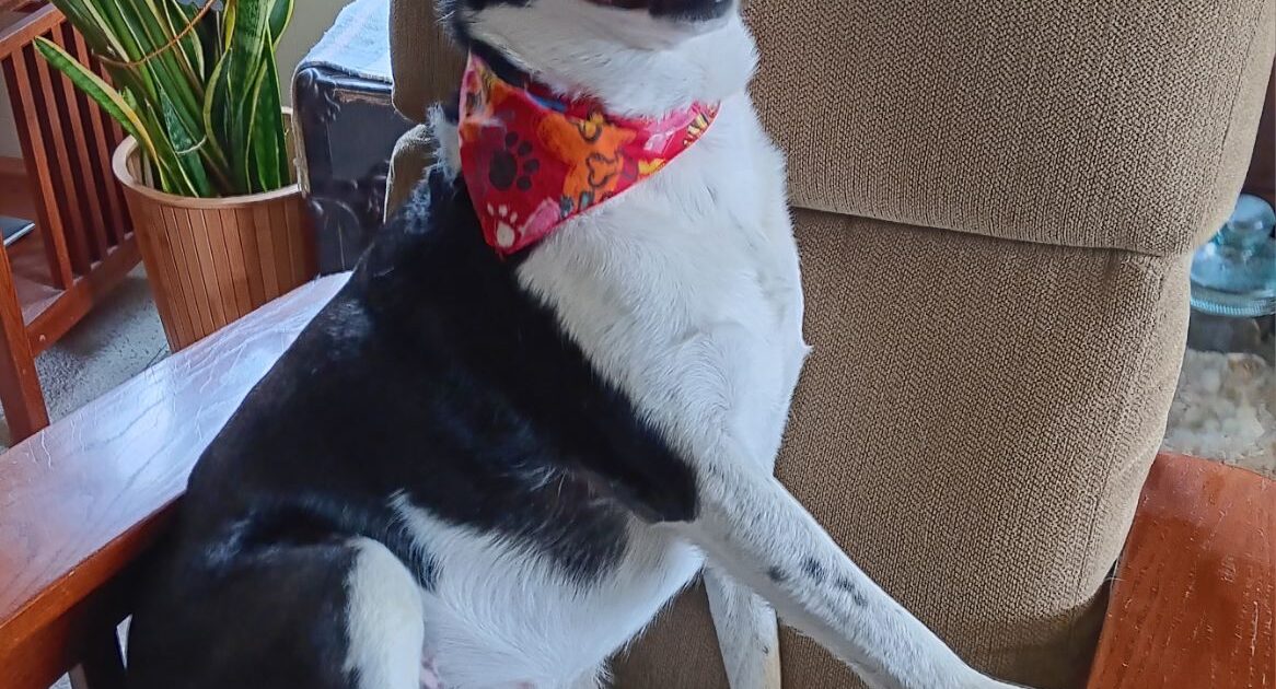 Harley – Freekibble