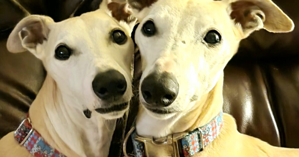 Charlie & Emie – Freekibble