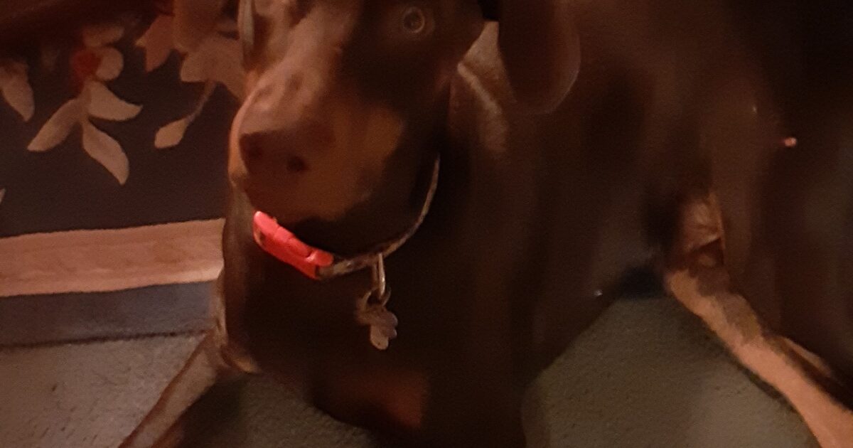 Boltar – Freekibble