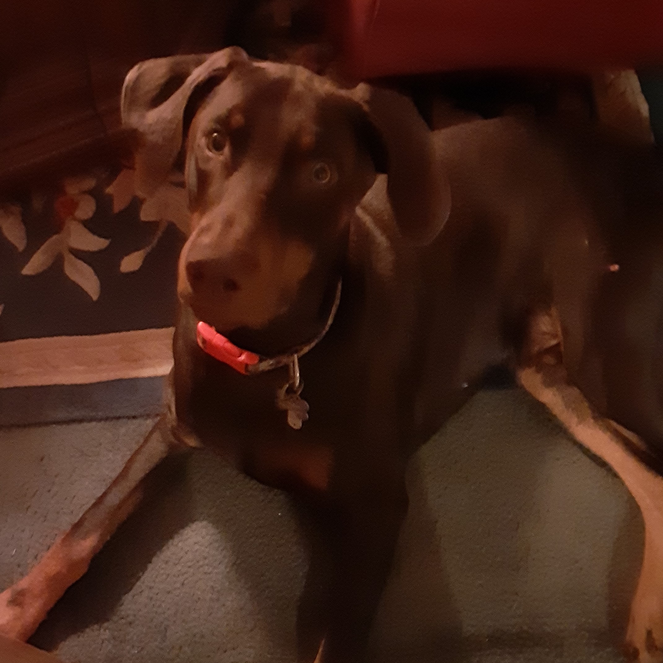 Boltar – Freekibble