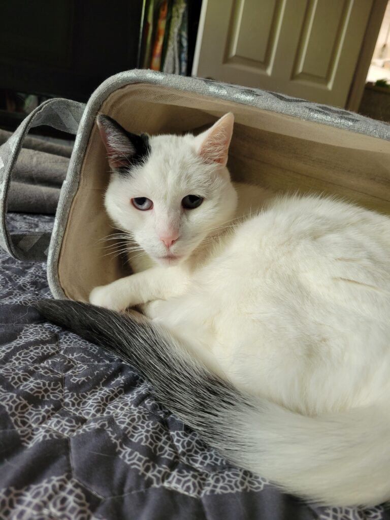 Jasmine – Freekibble