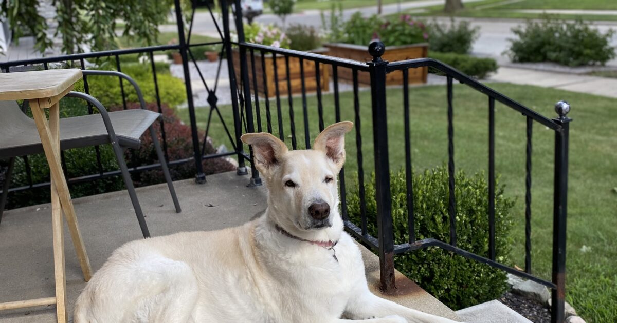 Casey – Freekibble