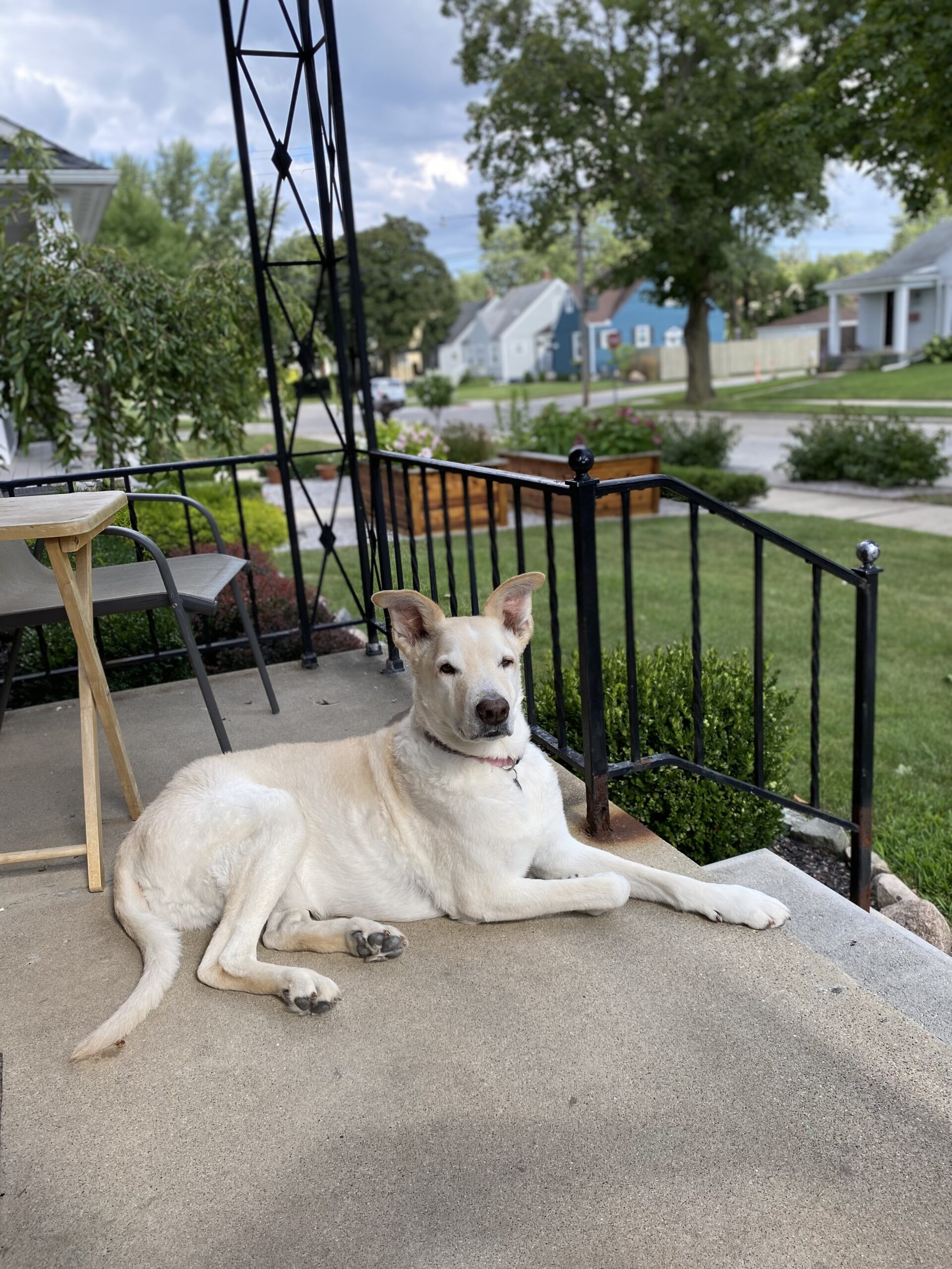 Casey – Freekibble