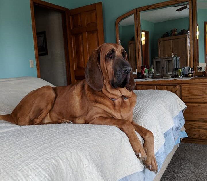 Dreyfus – Freekibble