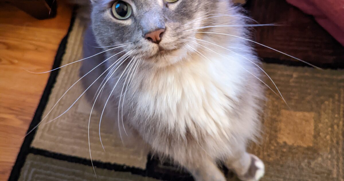 Bella – Freekibble