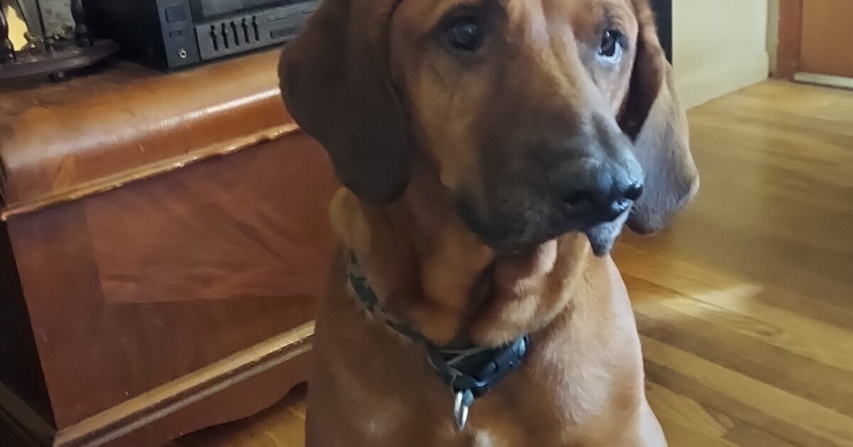 Flynn – Freekibble