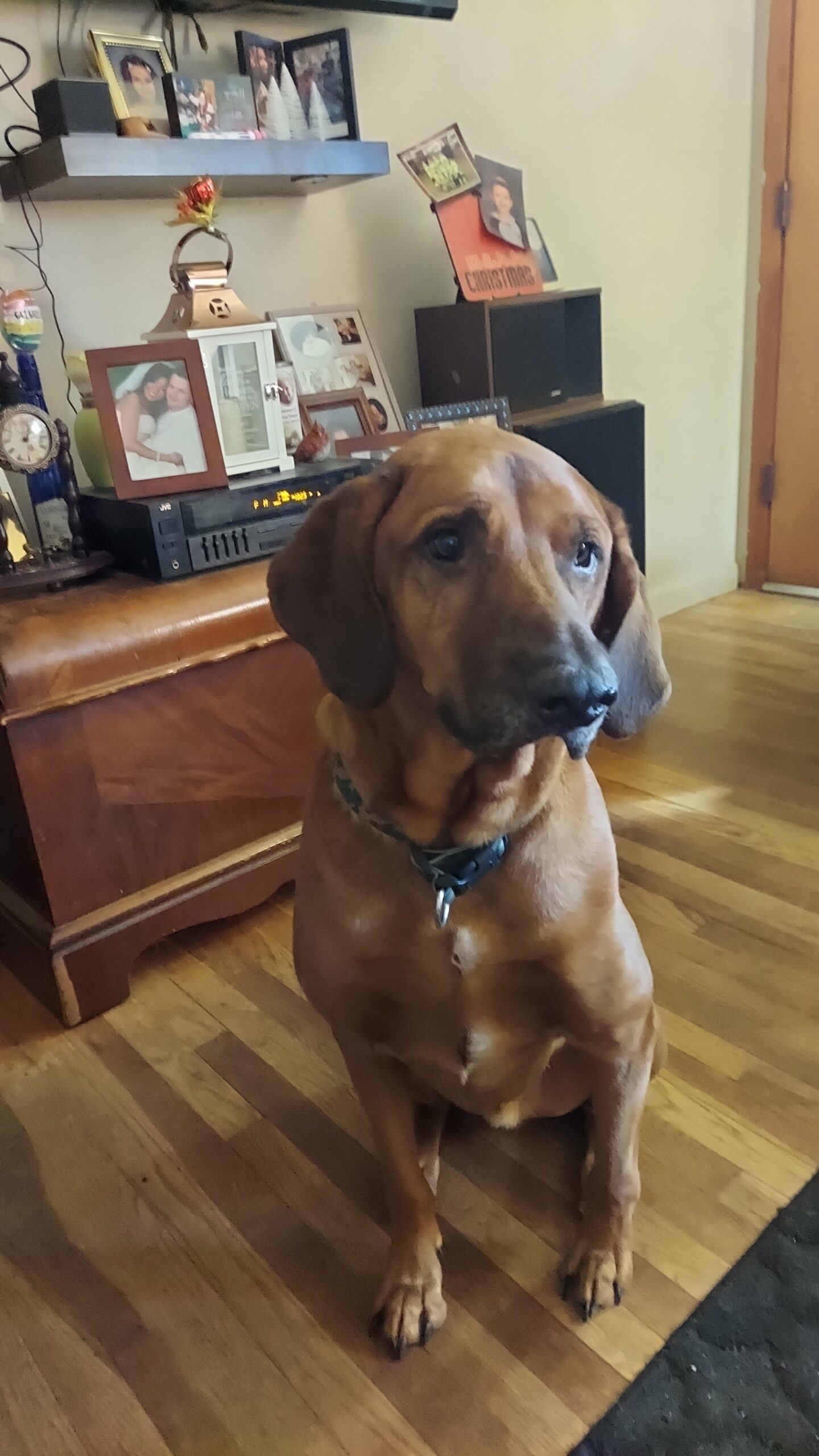 Flynn – Freekibble