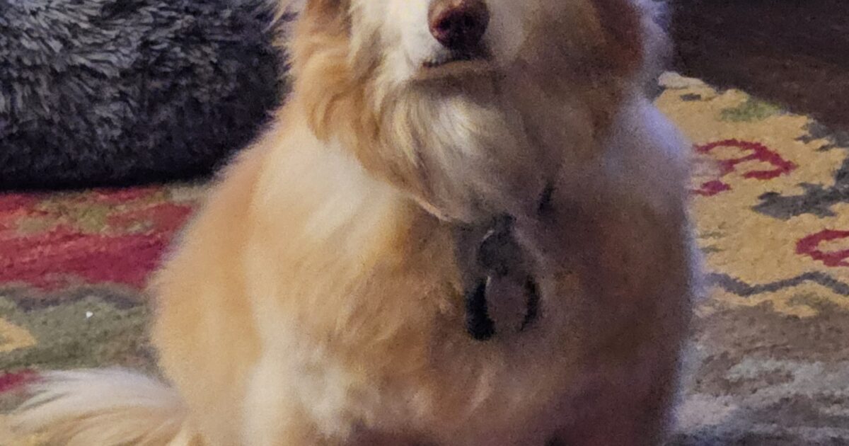 Charlie – Freekibble