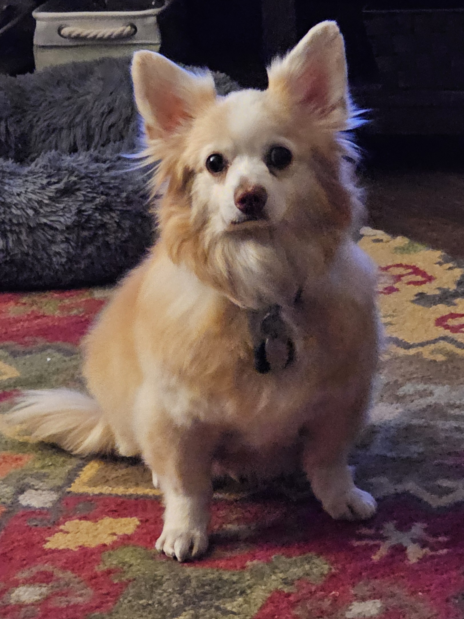 Charlie – Freekibble