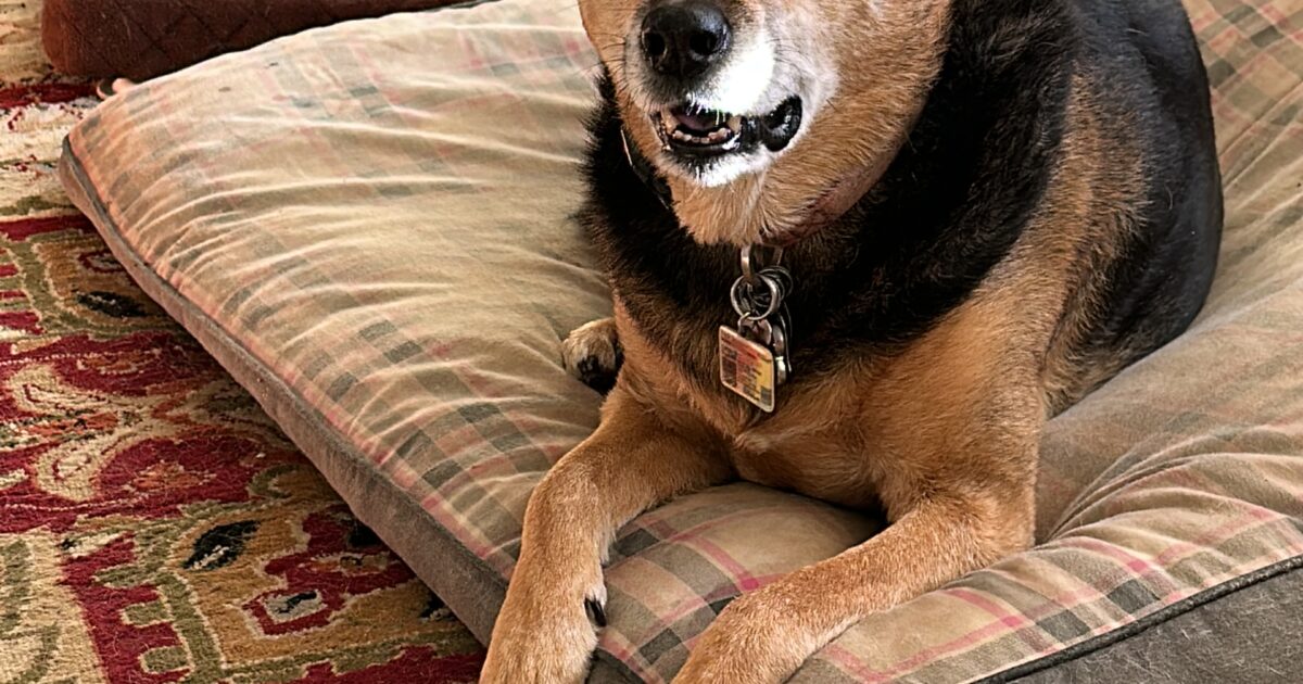 Bailey – Freekibble