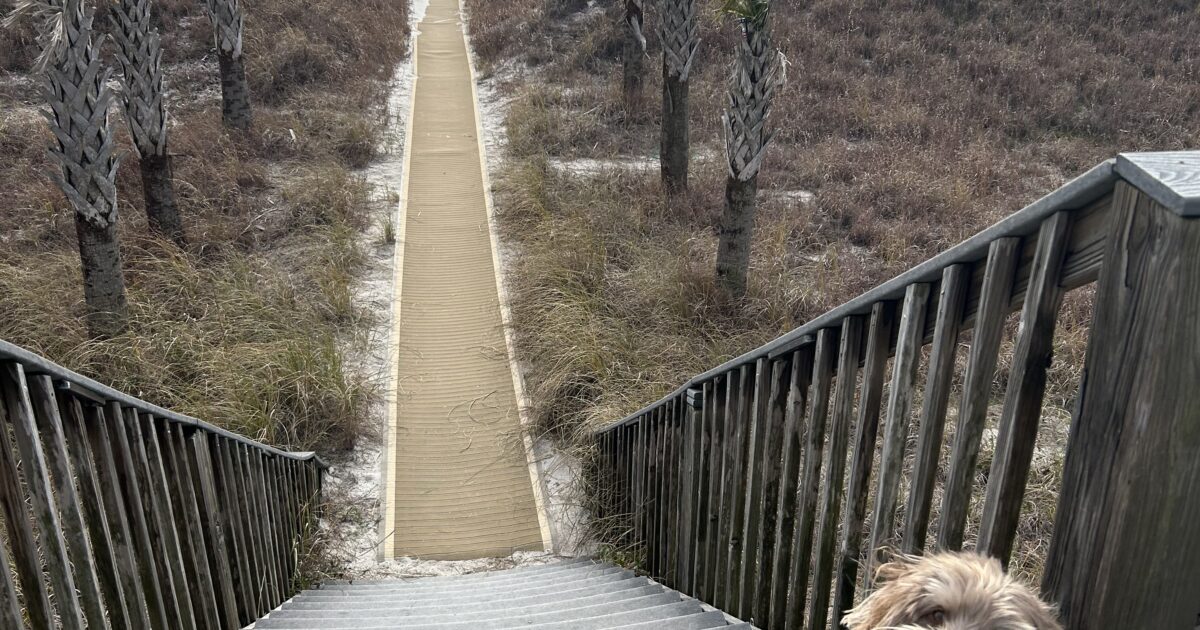 Norman – Freekibble