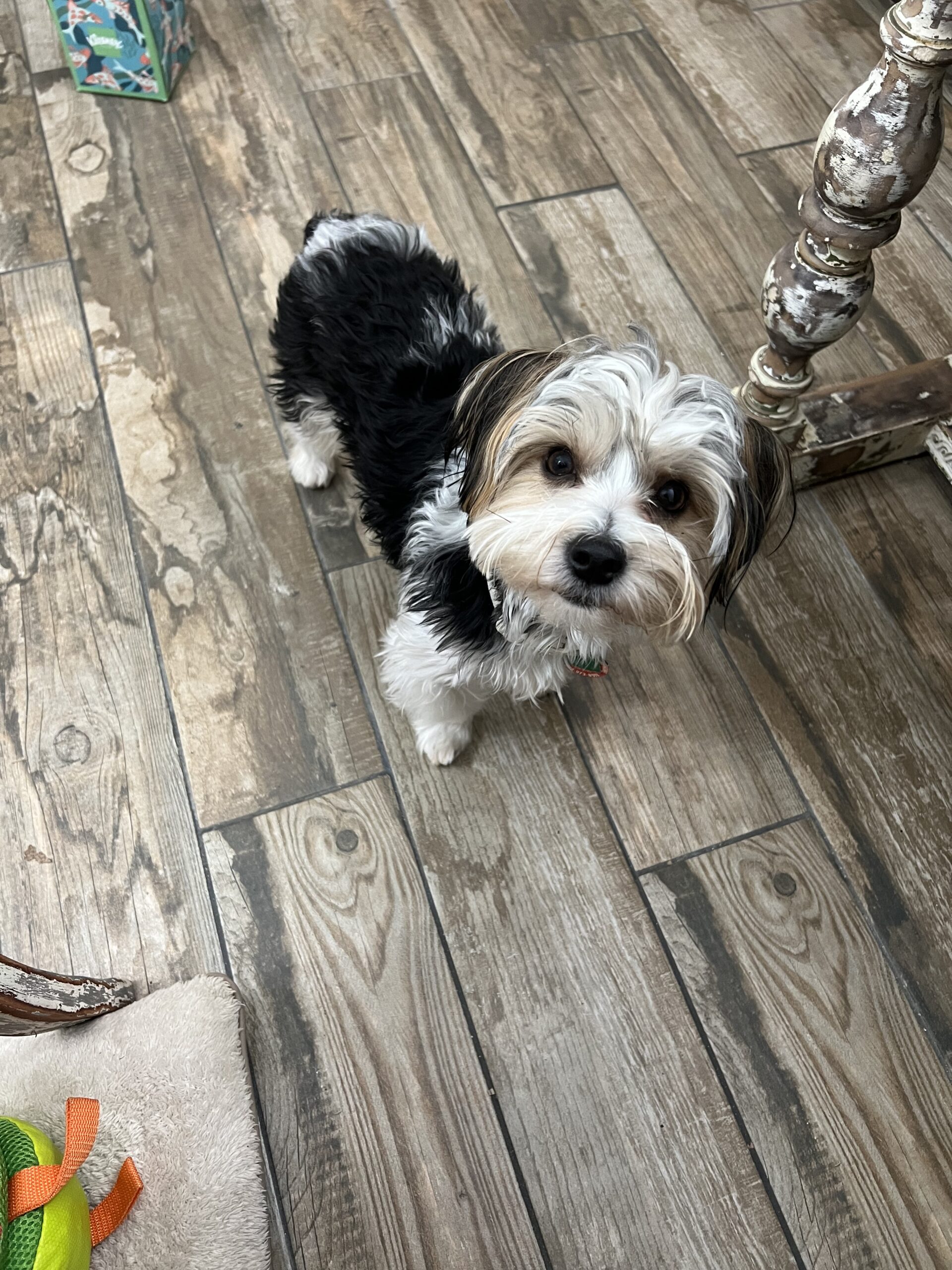 Cody – Freekibble